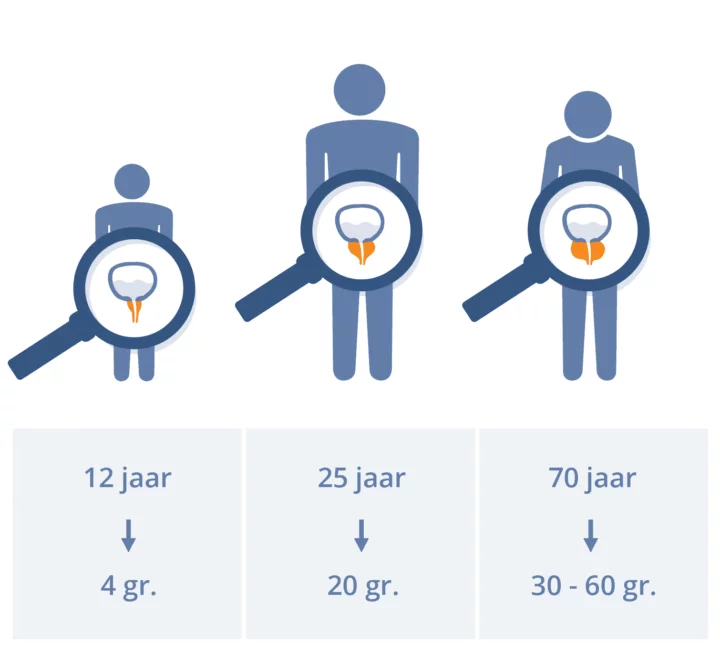 De prostaat! 8 belangrijke dingen die u moet weten